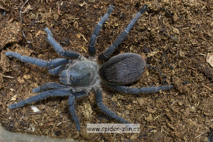 Theraphosidae sp. Casanare