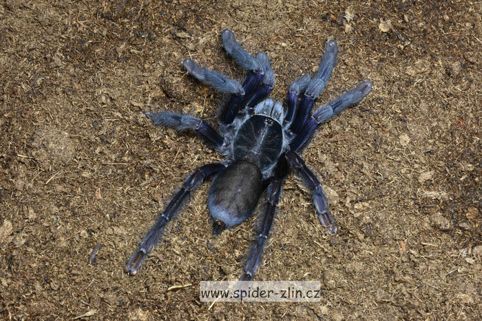 Phormingochilus arboricola